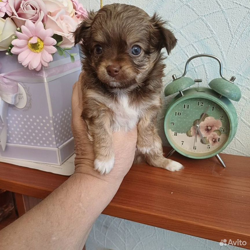 Милашки длинношерстные щенки чихуахуа маьчики