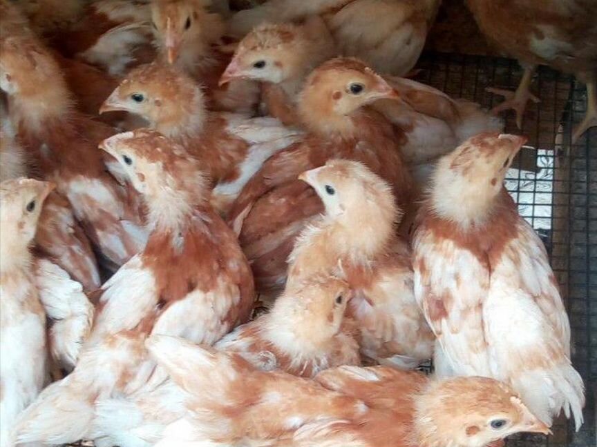 Цыплята несушка