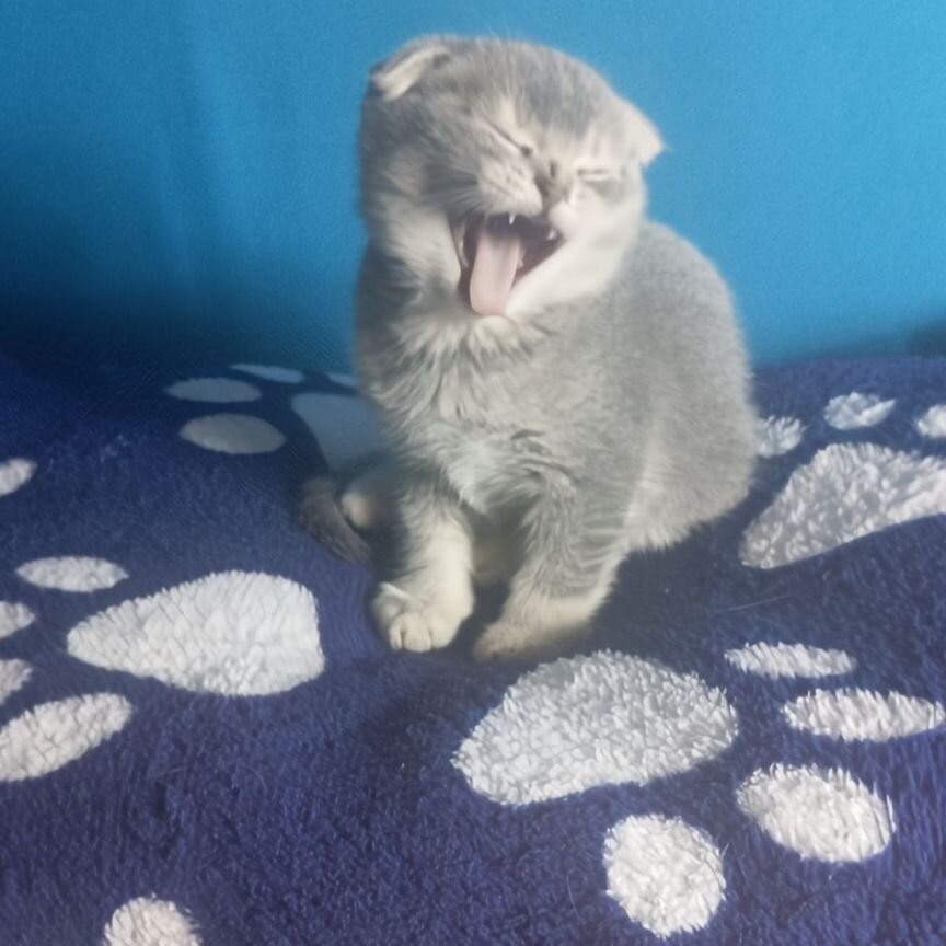 Шотландский вислоухий короткошёрстный котёнок