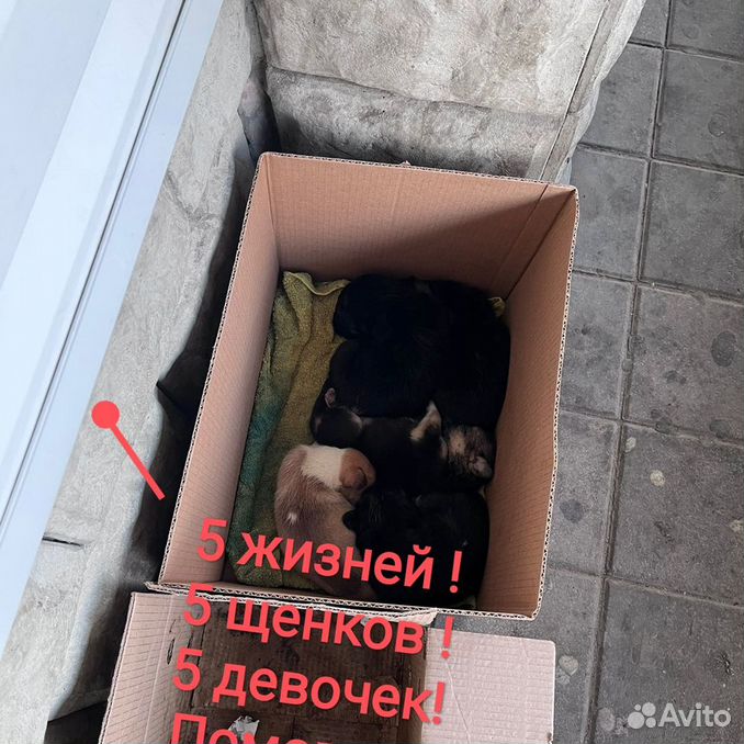 Пять жизней нужно спасти