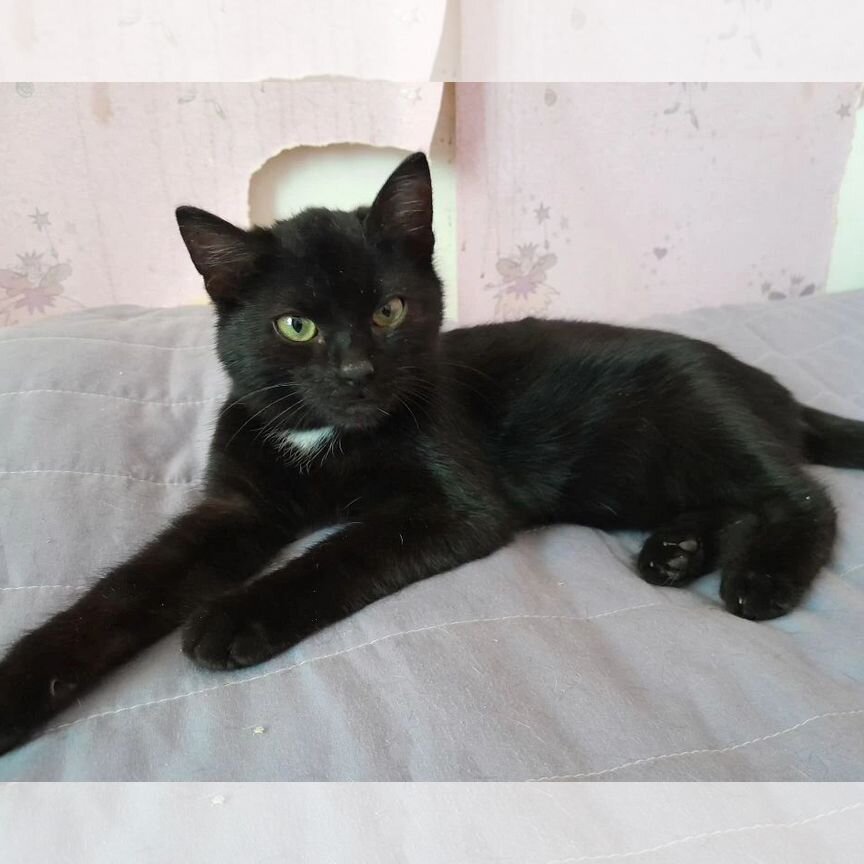 Котёнок в добрые руки