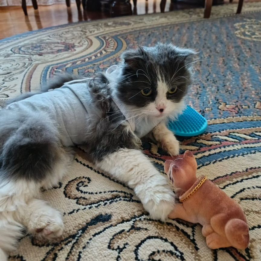 Кошка в добрые руки