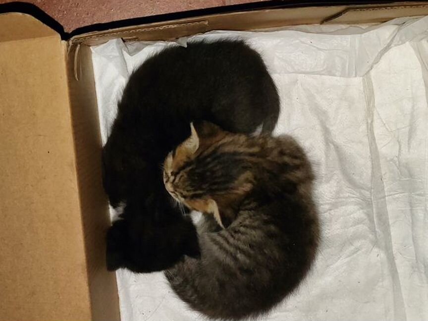 Котята в добрые руки