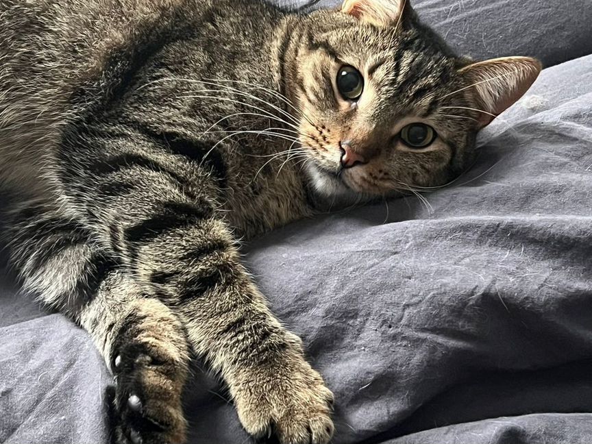 Кот