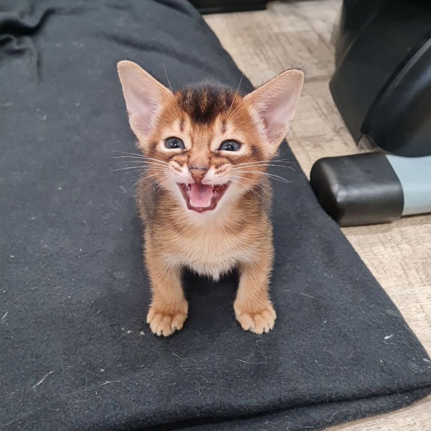 Абиссинский котик