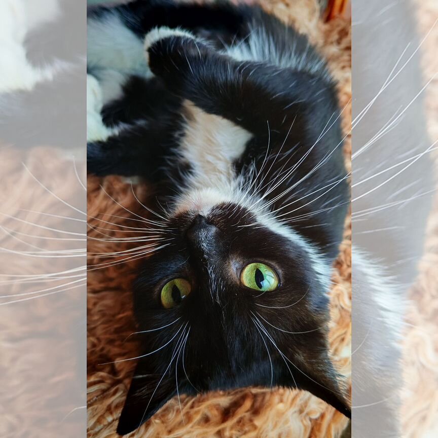 Кошечка в добрые руки