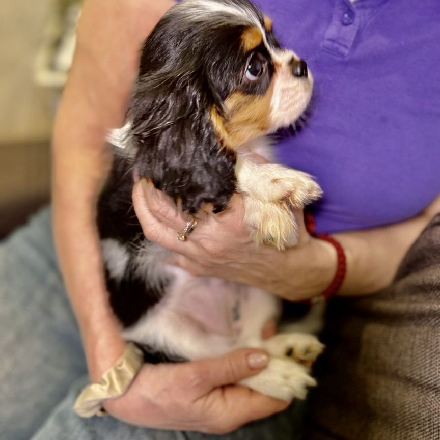 Кавалер кинг-чарльз-спаниель, щенок