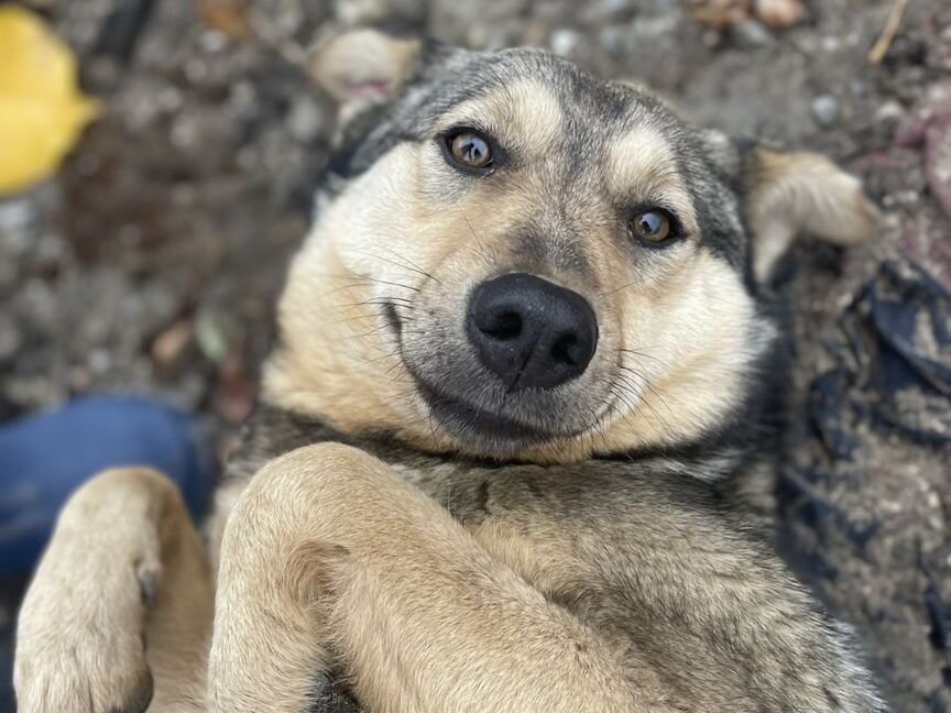 Собака Ника в добрые руки