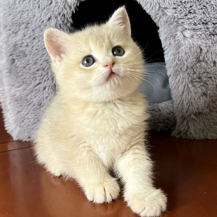 Породистые британские котята