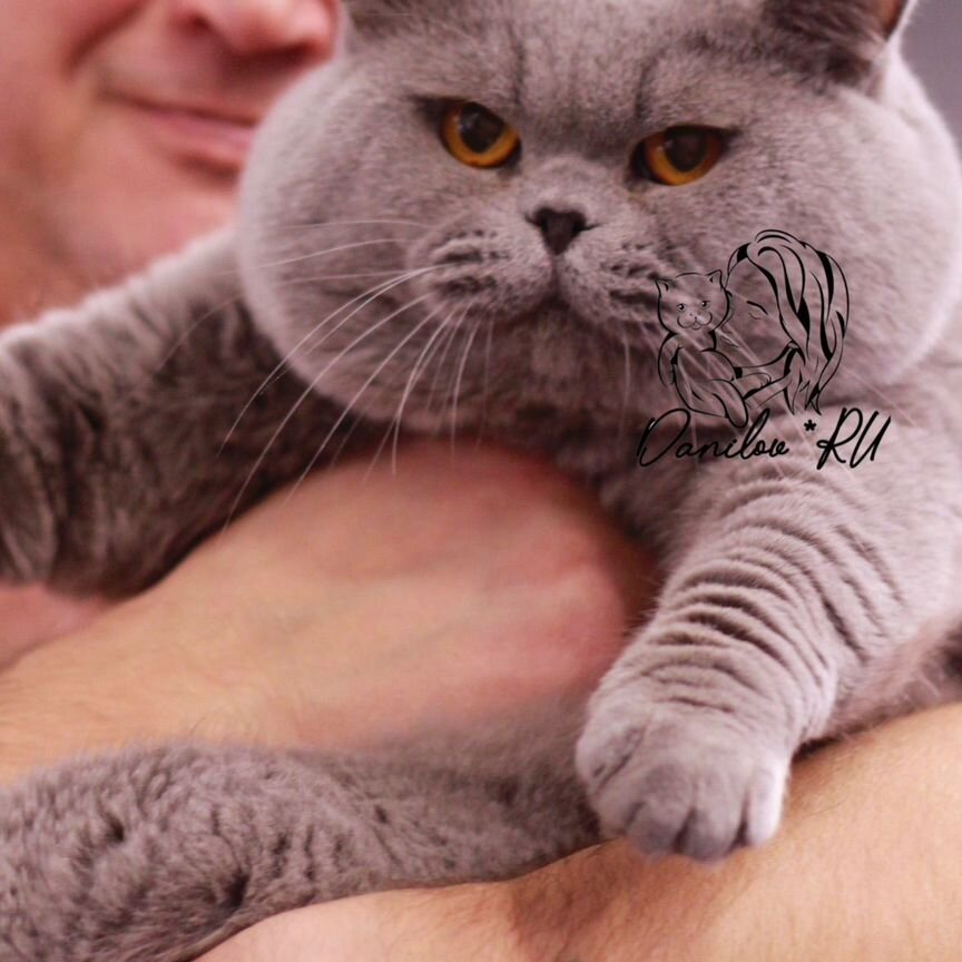 Британские котята