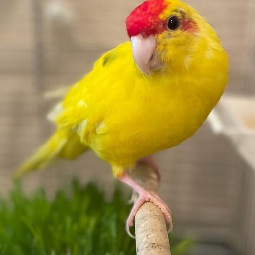 Попугай какарик