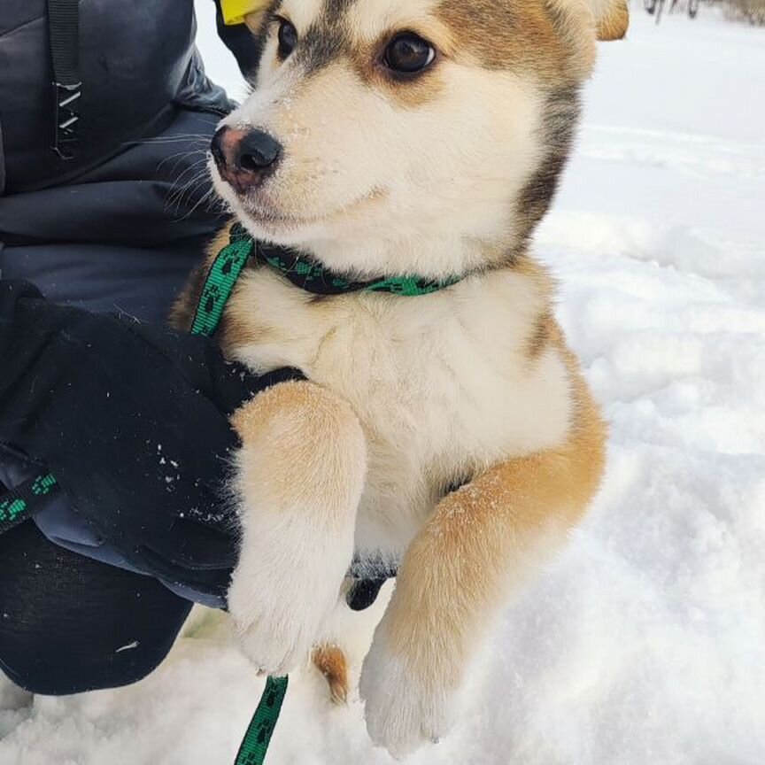 Щенок в добрые руки бесплатно ниже колена