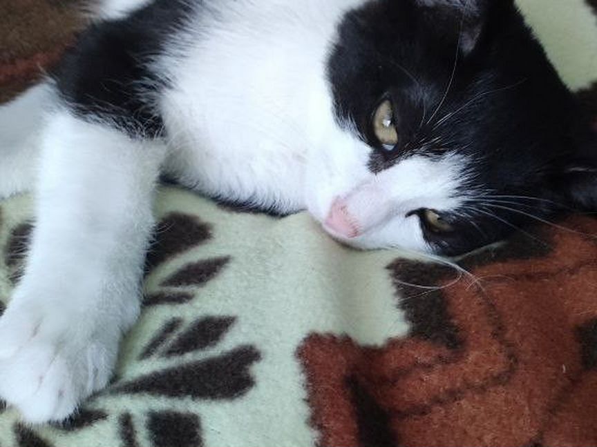 Котенок в самые добрые руки