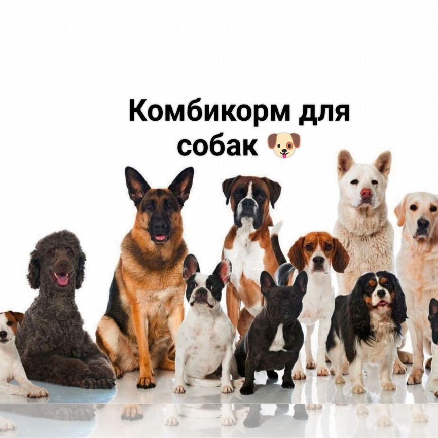 Корм для собак