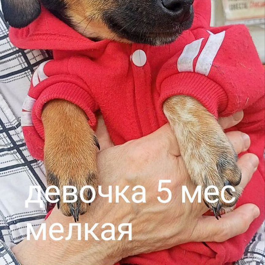 Девочка 5 мес мелкаш