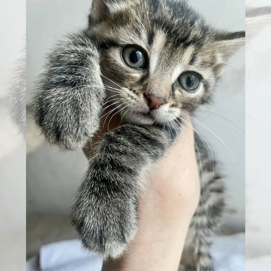 Котёнок в добрые руки