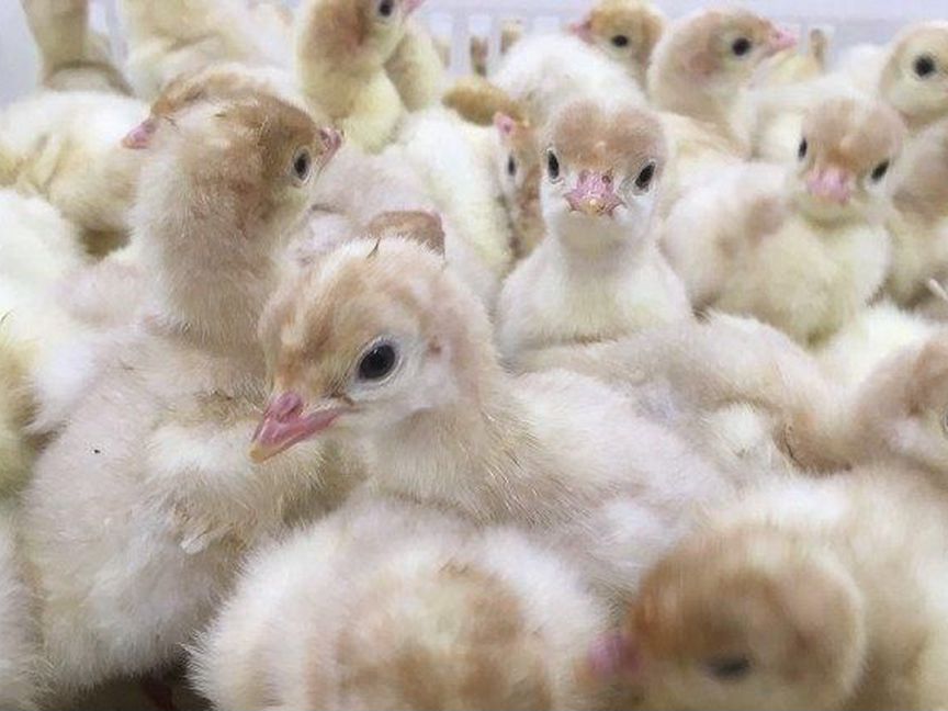 Индейка Хайбрид конвертер Канада