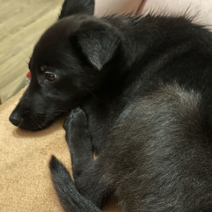 Щенок в добрые руки бесплатно