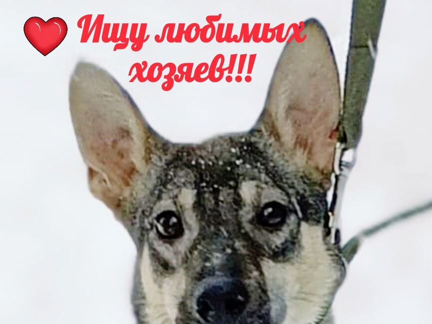 Собачка небольшая, имя Мышка, стерелизована