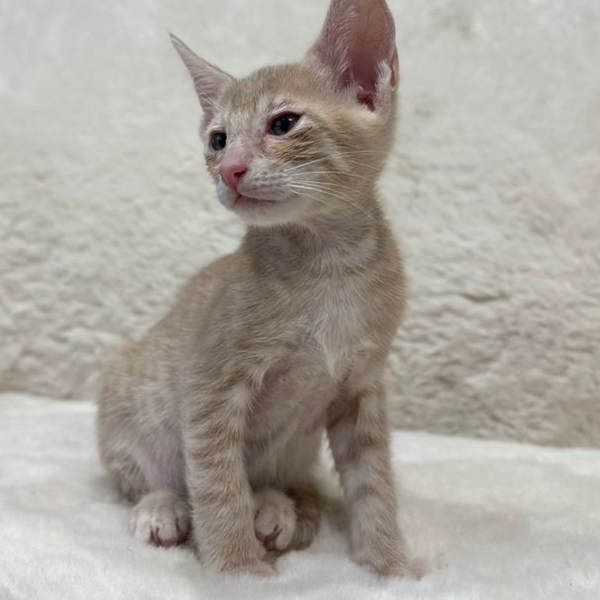 Серенгети котёнок