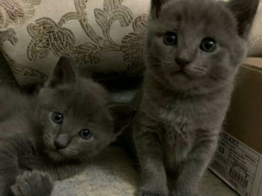 Котята русская голубая