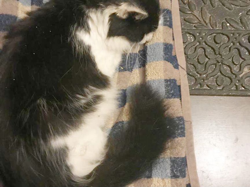 Кошке сильно плохо. Ищем добрых людей