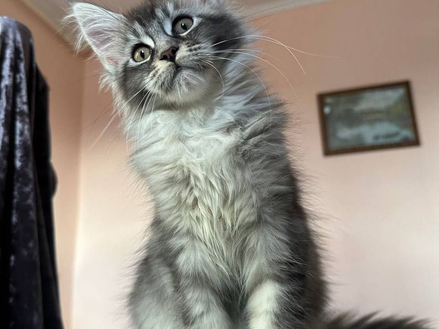 Котята мейн-кун