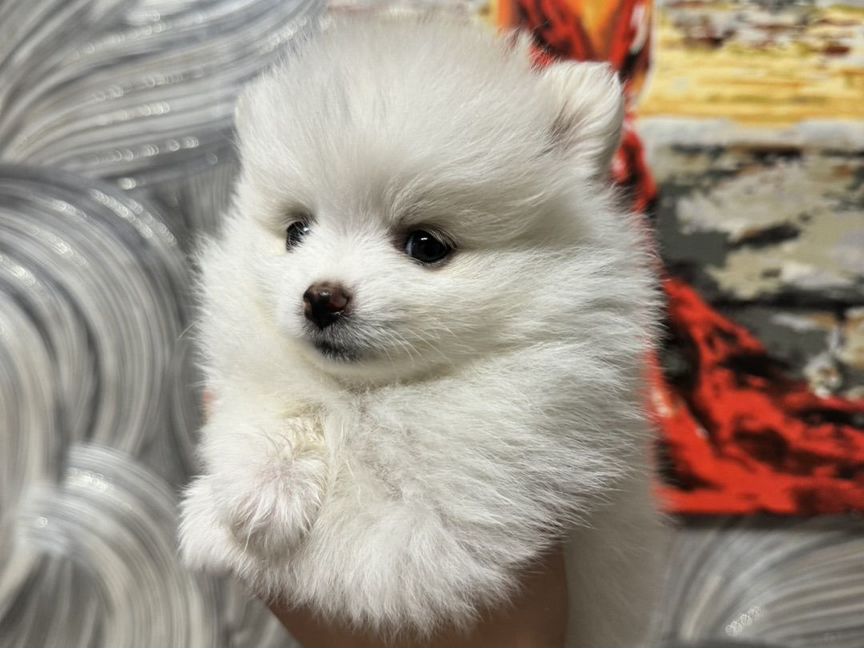 Померанский шпиц мини