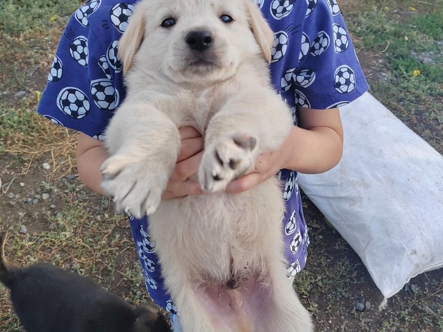 Кутята в добрые руки