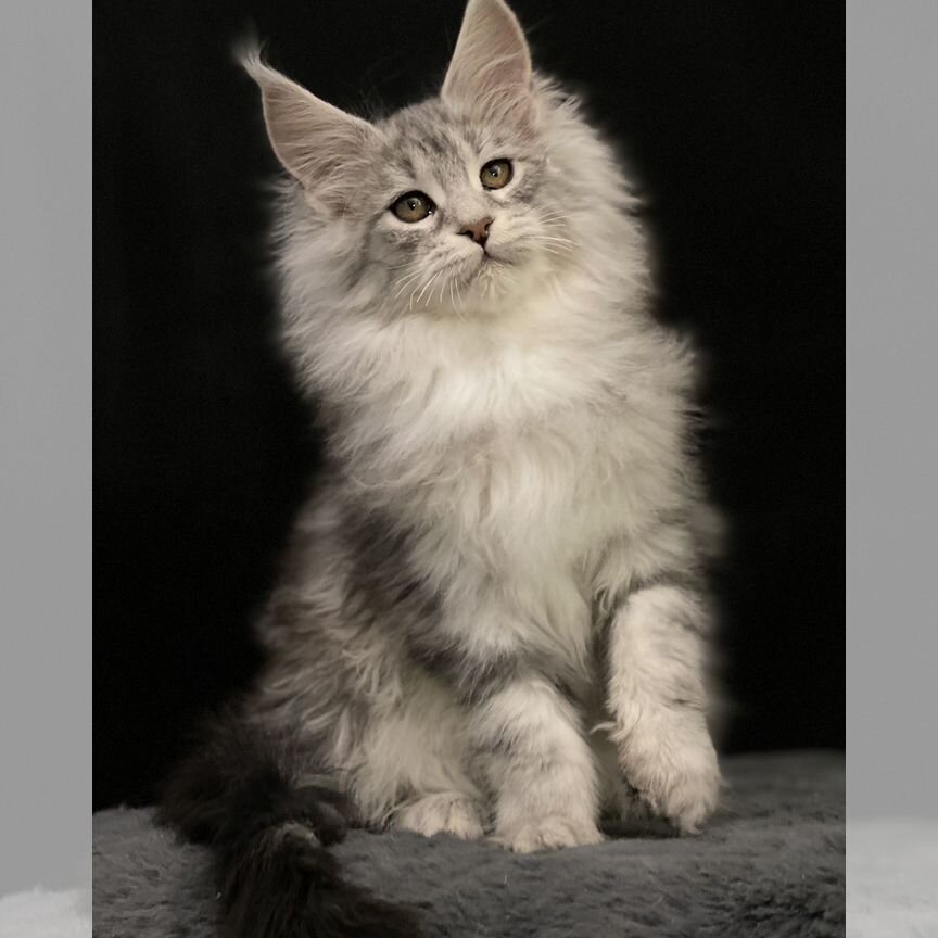 Мейн-кун котёнок