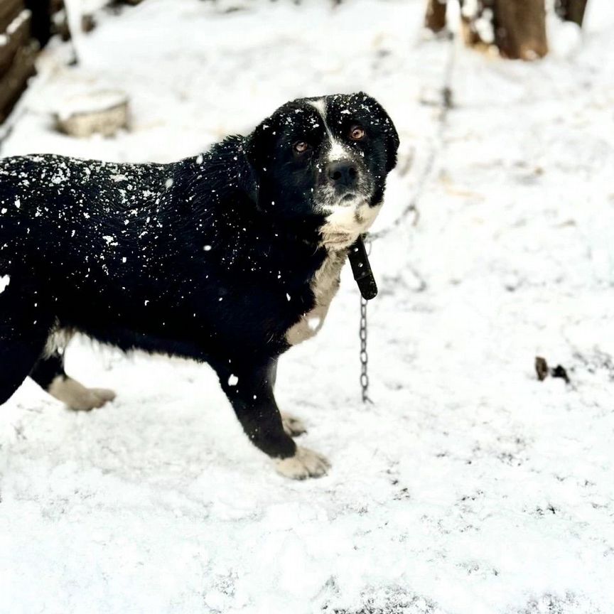 Плюша в добрые руки