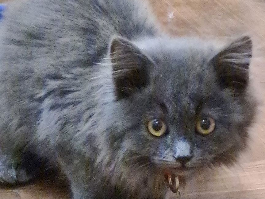 Милашки,котята ждут свою семью