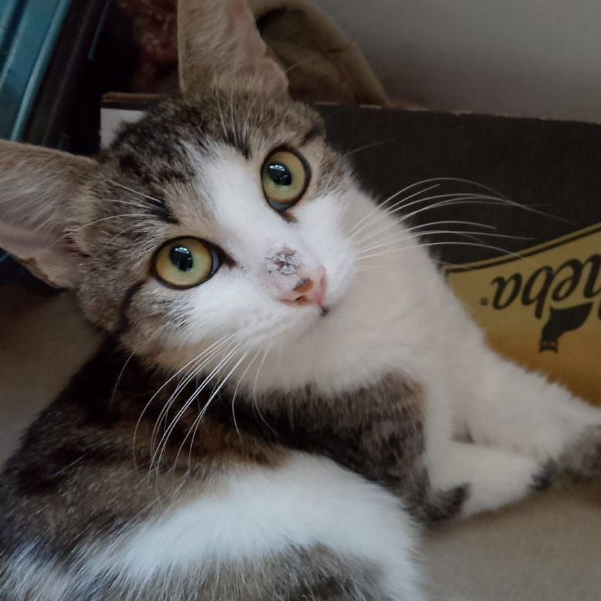 Кошечка Красное-белое в добрые руки