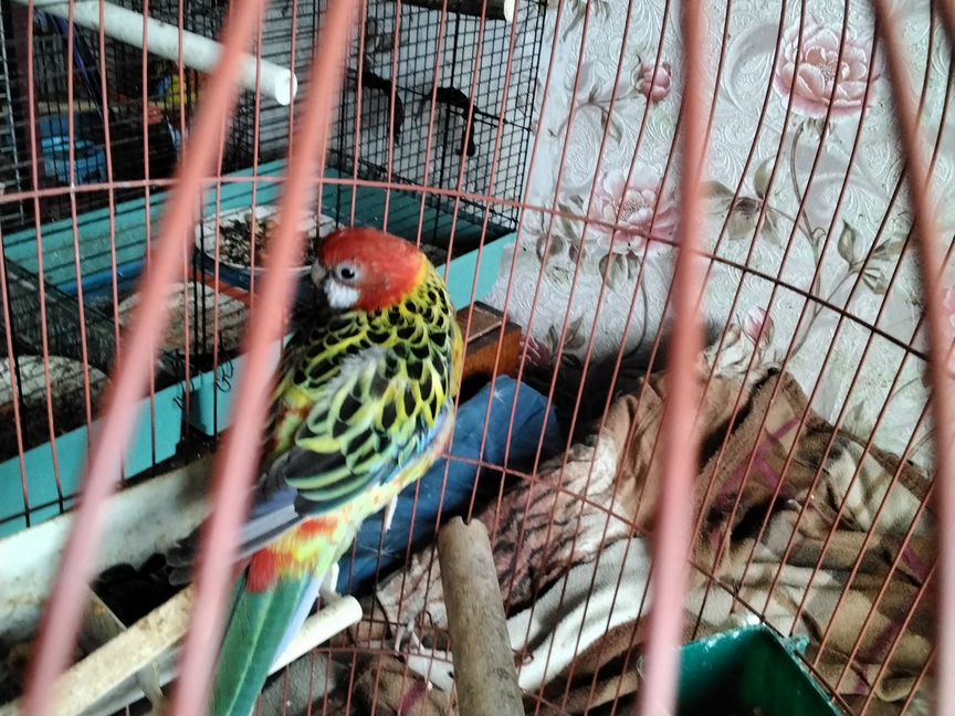 Попугай розелла