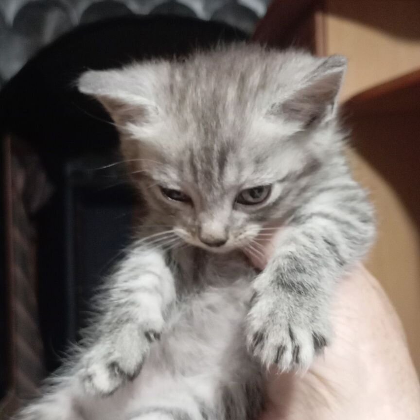 Помесь