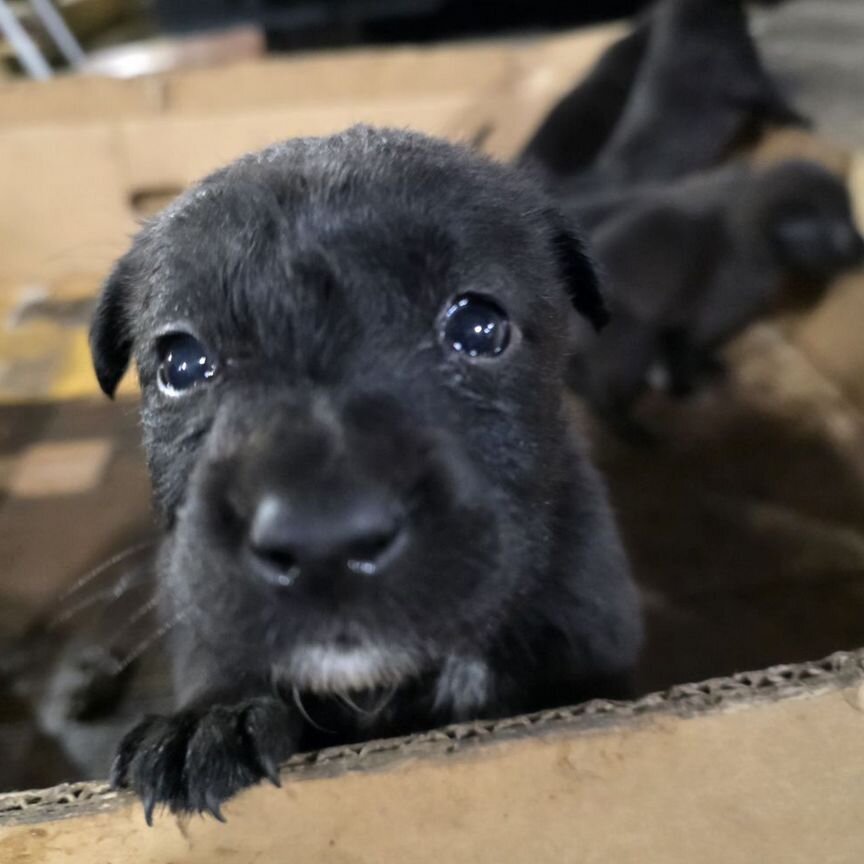 Щенок в добрые руки