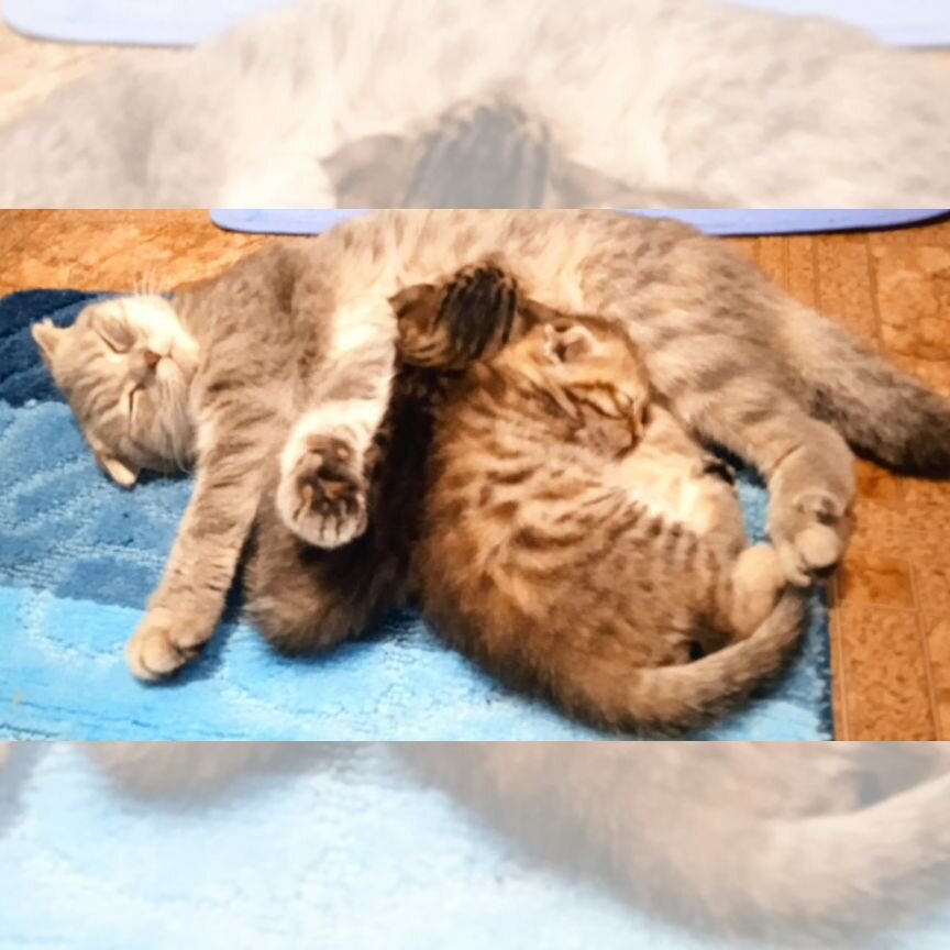 Шотландские вислоухие котята