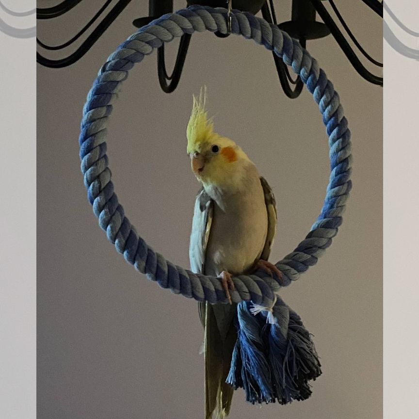 Попугай корелла с клеткой