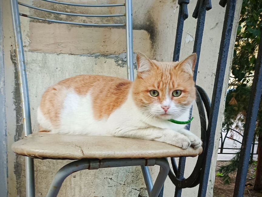 Британский котик биколор