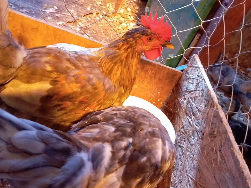 Петухи молодые