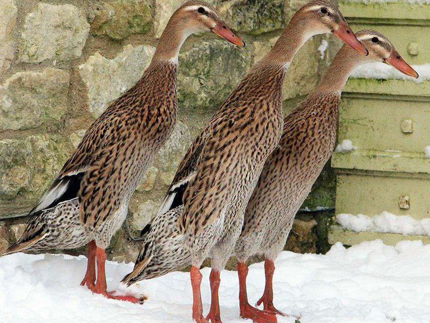 Индийский бегунок Утки