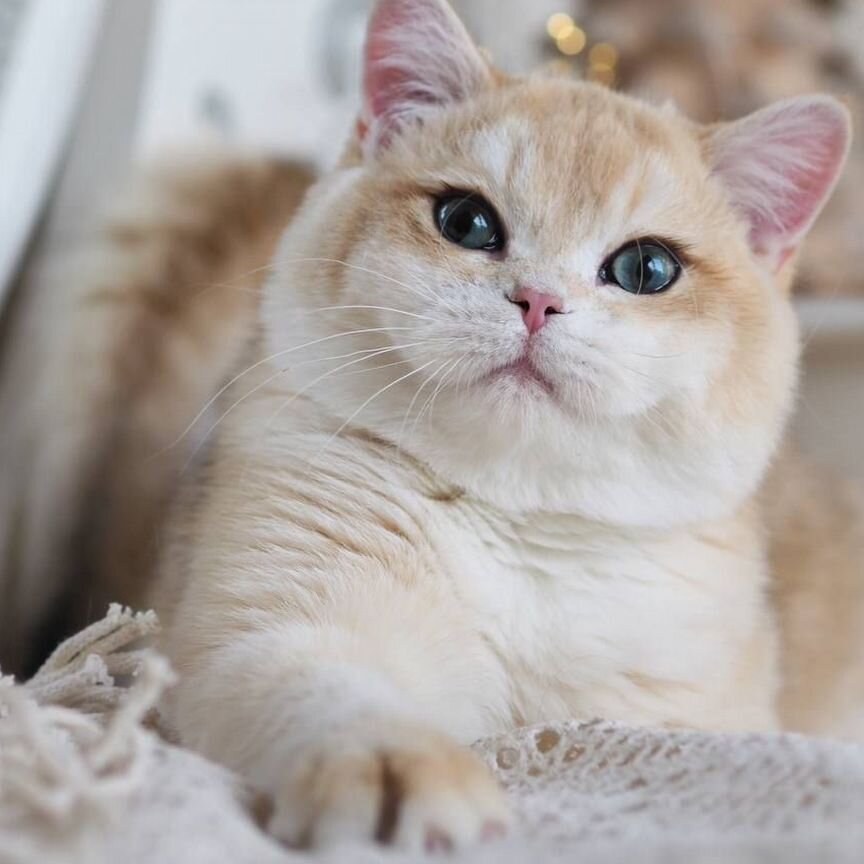 Британский мальчик Импульс