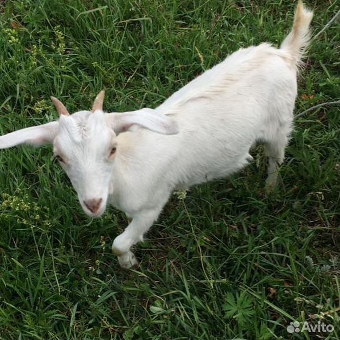 Коза(козочка) Папа нубиец-мама зааненская