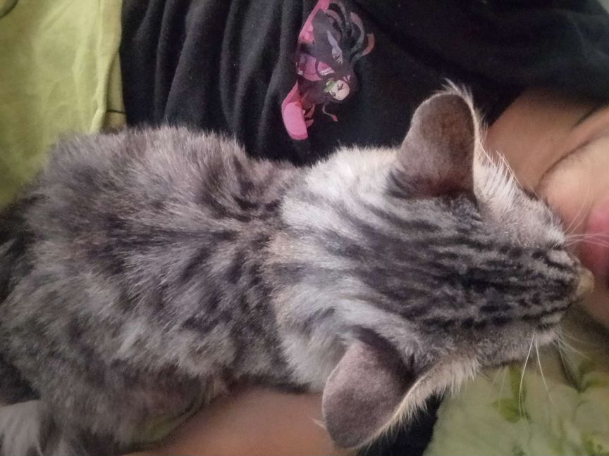 Котейка в добрые руки