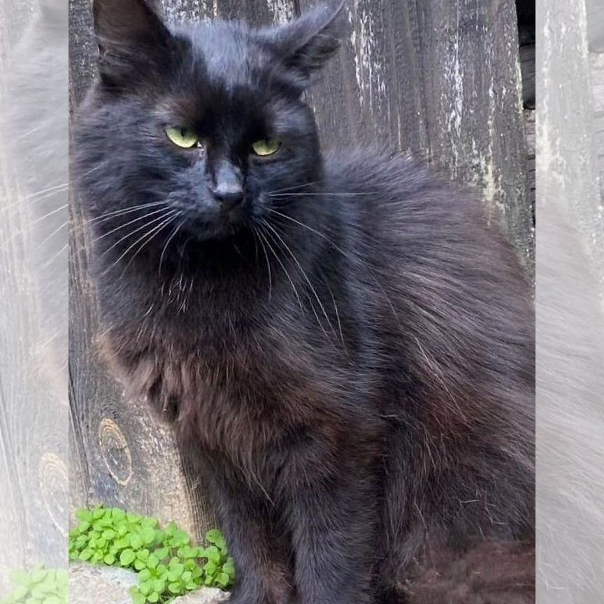 Взрослая, кошка в добрые руки