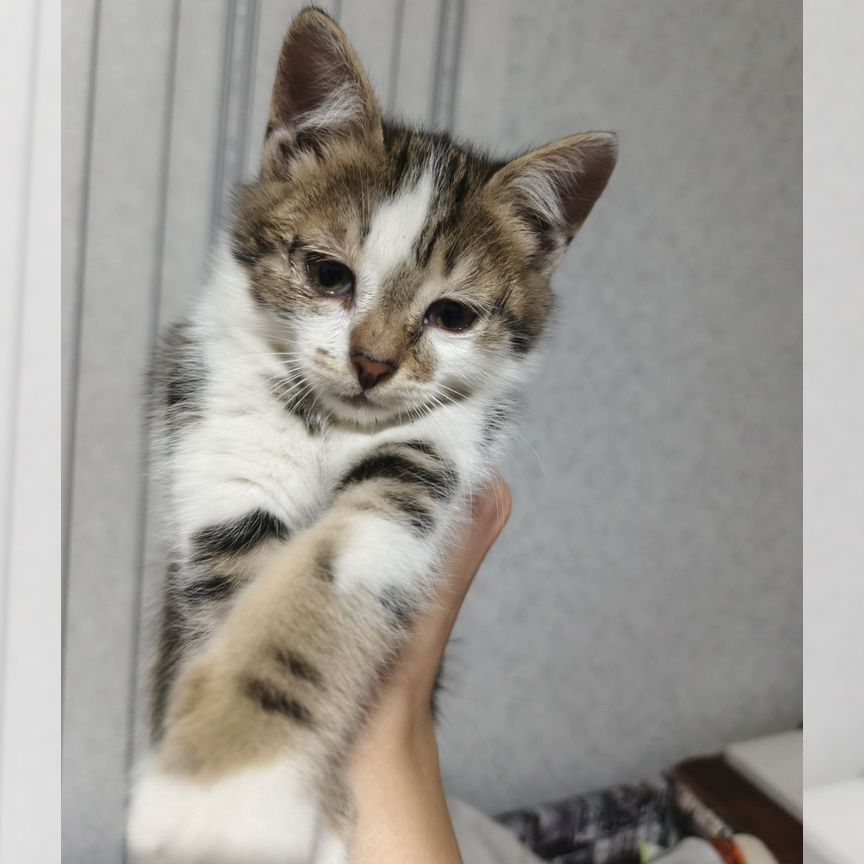 Котёнок в добрые руки