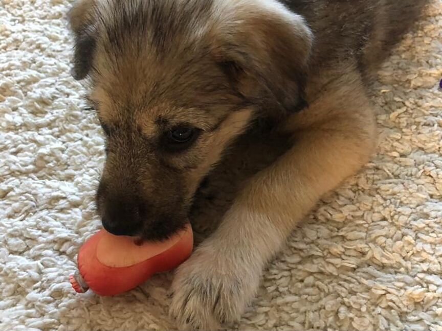 Собака для охраны и любви