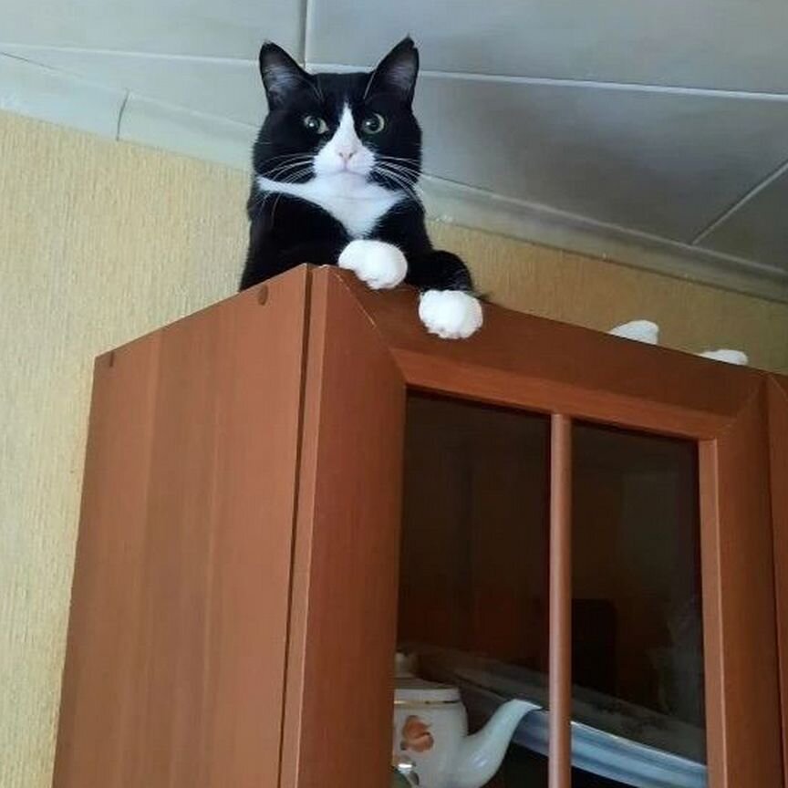 Взрослый кот в добрые руки