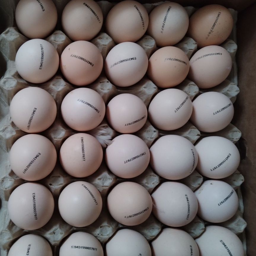 Инкубационное яйцо бройлера и индейки