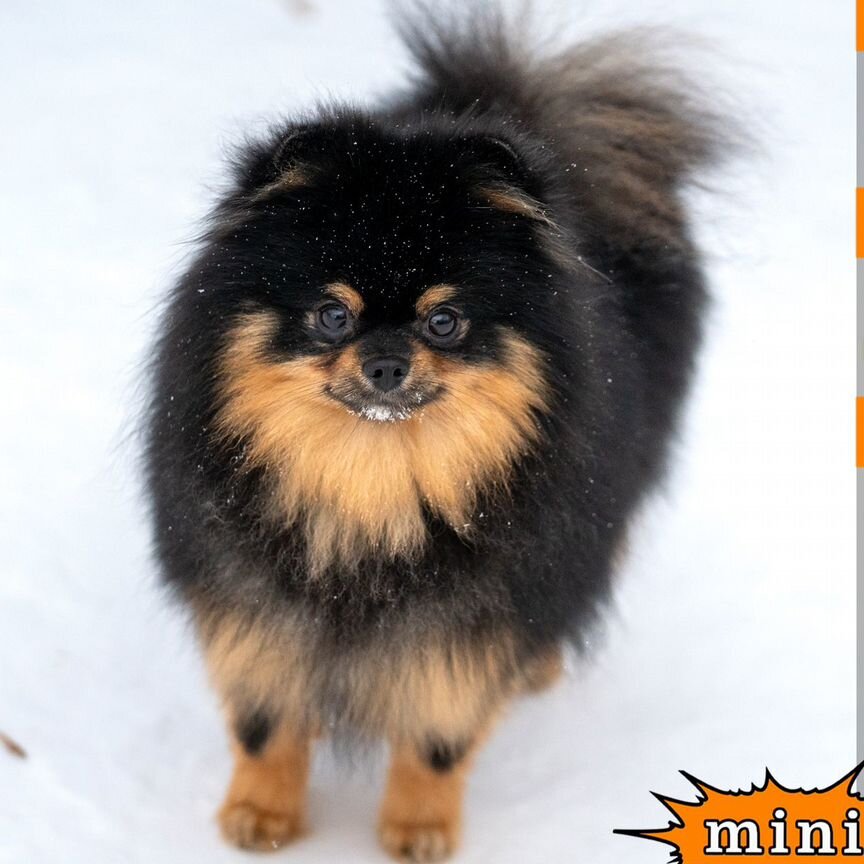 Померанский шпиц, щенок